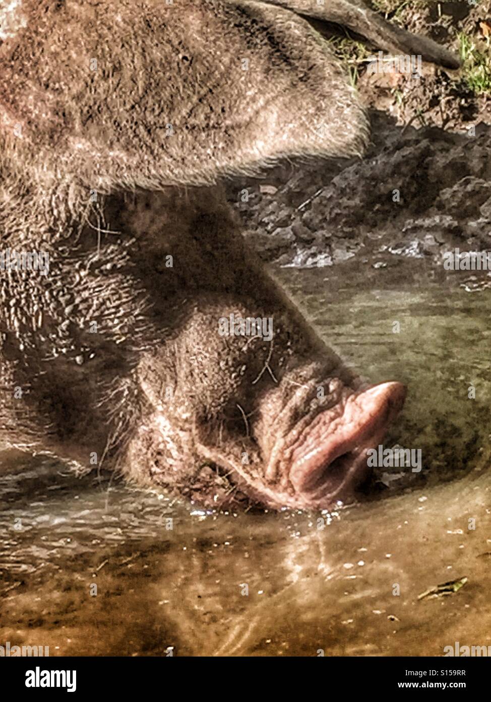 Hog drinking water hi-res stock photography and images - Alamy