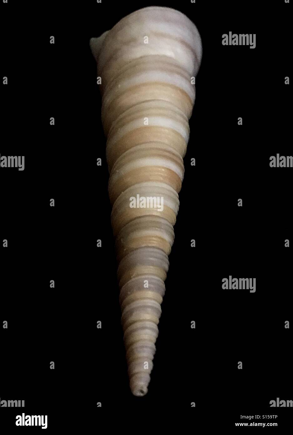 Screw shell hi-res stock photography and images - Alamy