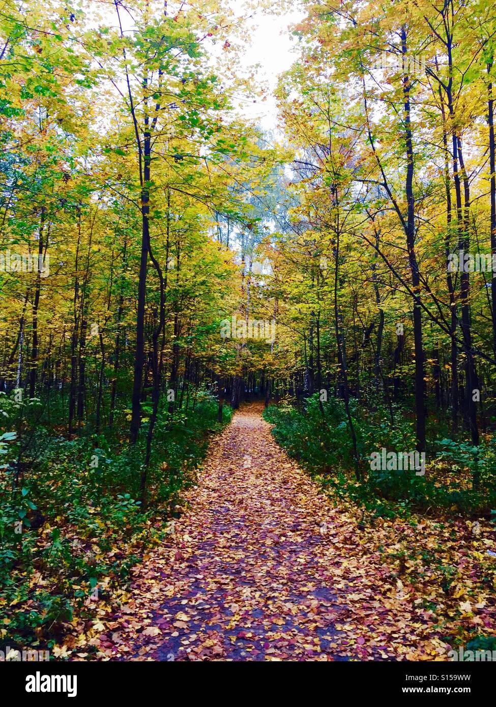 Moscow sokolniki park hi-res stock photography and images - Alamy