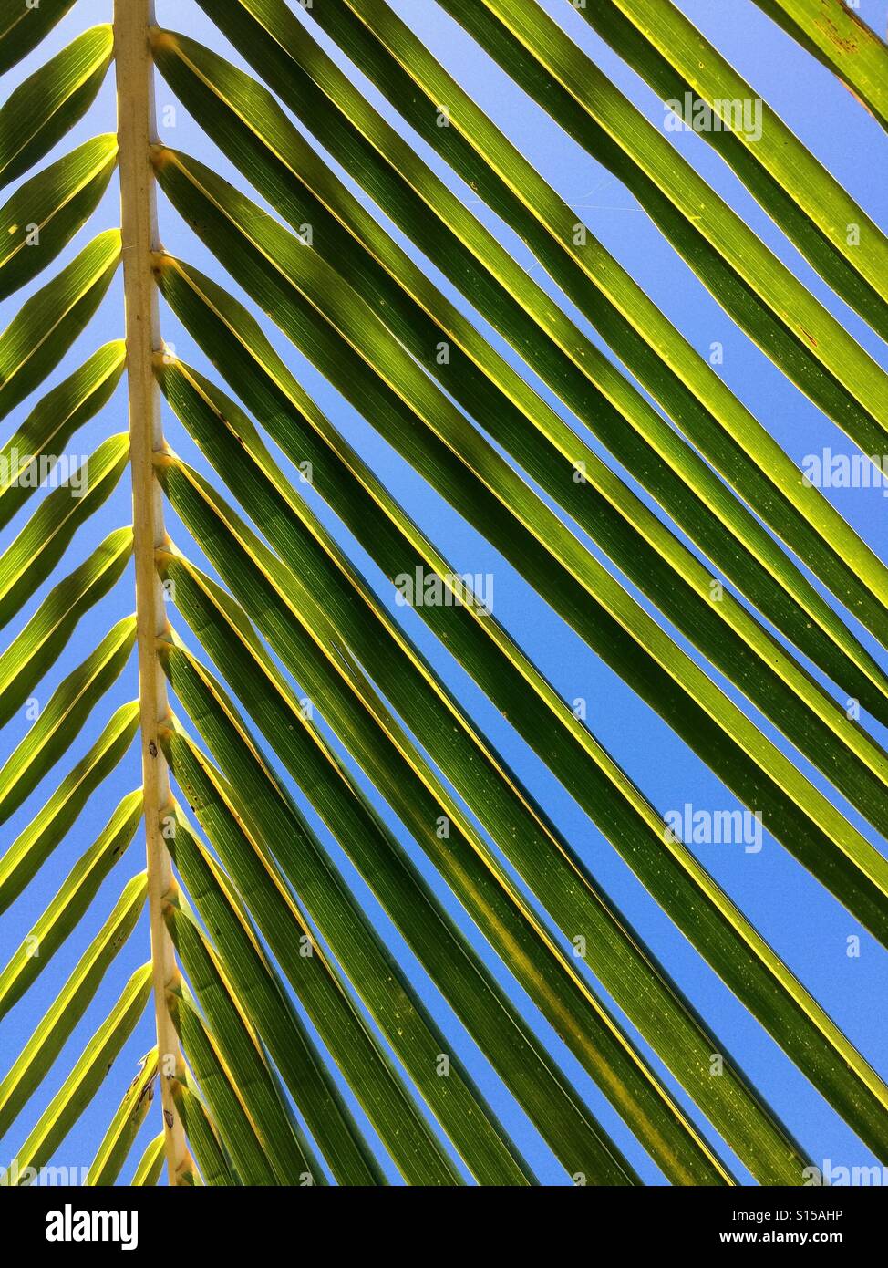 Coconut leaf hi-res stock photography and images - Alamy
