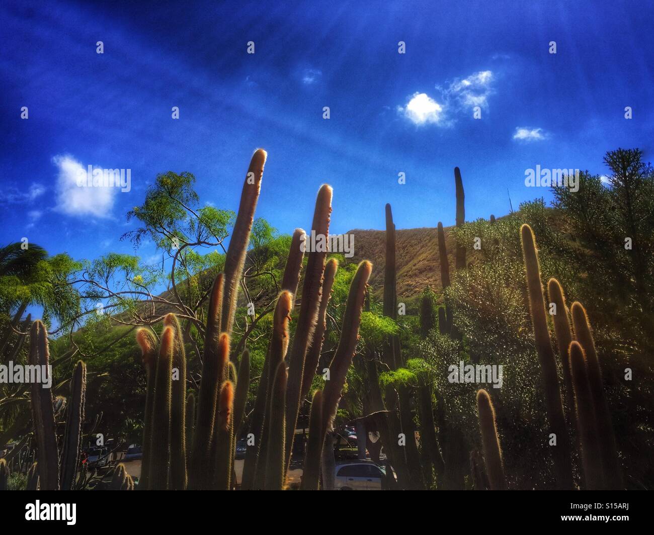 Cacti in mid-afternoon Stock Photo - Alamy