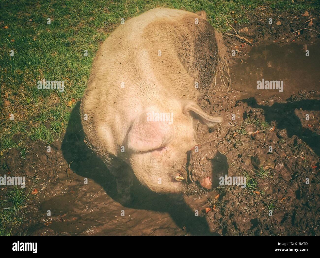 Pig in mud Stock Photo - Alamy