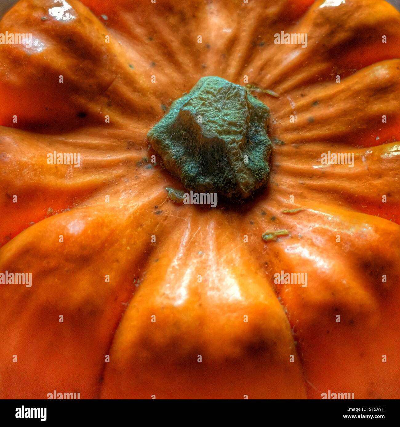 Baby Munchkin Pumpkin, a mini edible pumpkin Stock Photo - Alamy