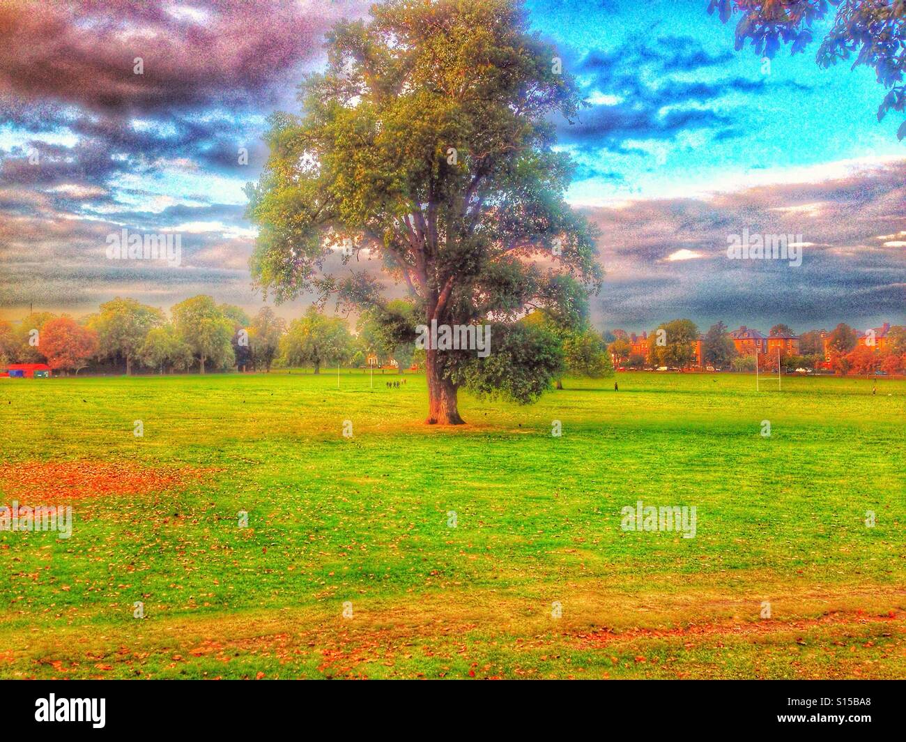 Tree in Peckham Rye park Stock Photo - Alamy