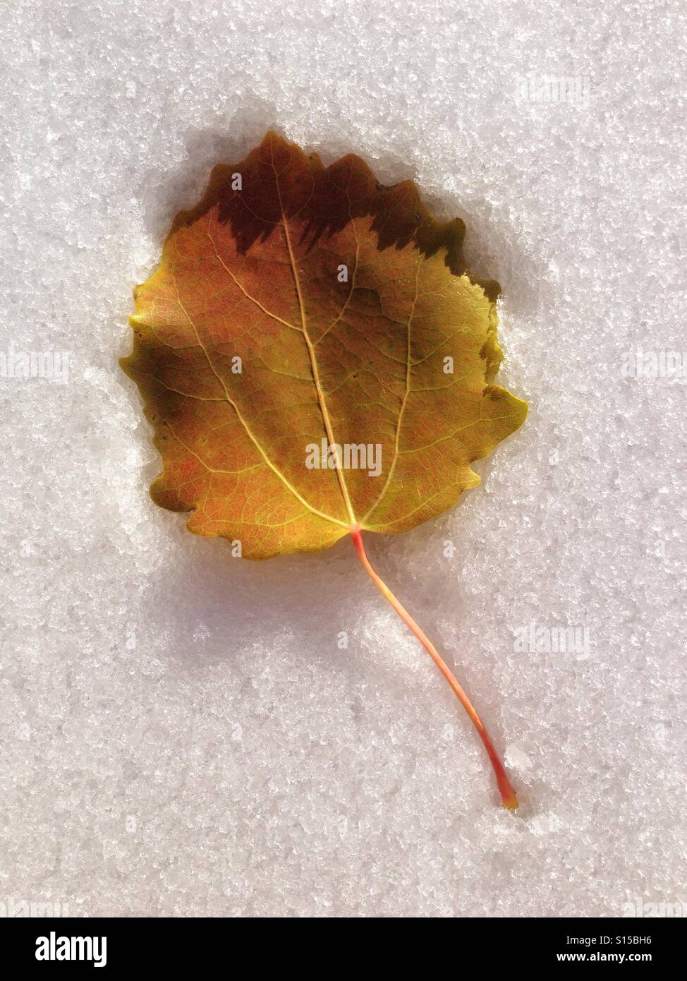 Autumn meets winter - an autumn leaf on a blanket of early snow ...