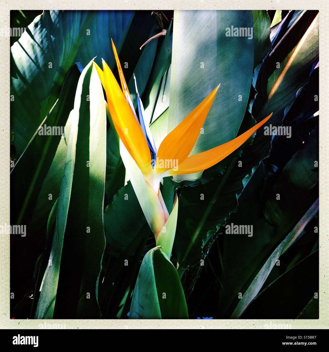Crane flower bird of paradise hi-res stock photography and images - Alamy