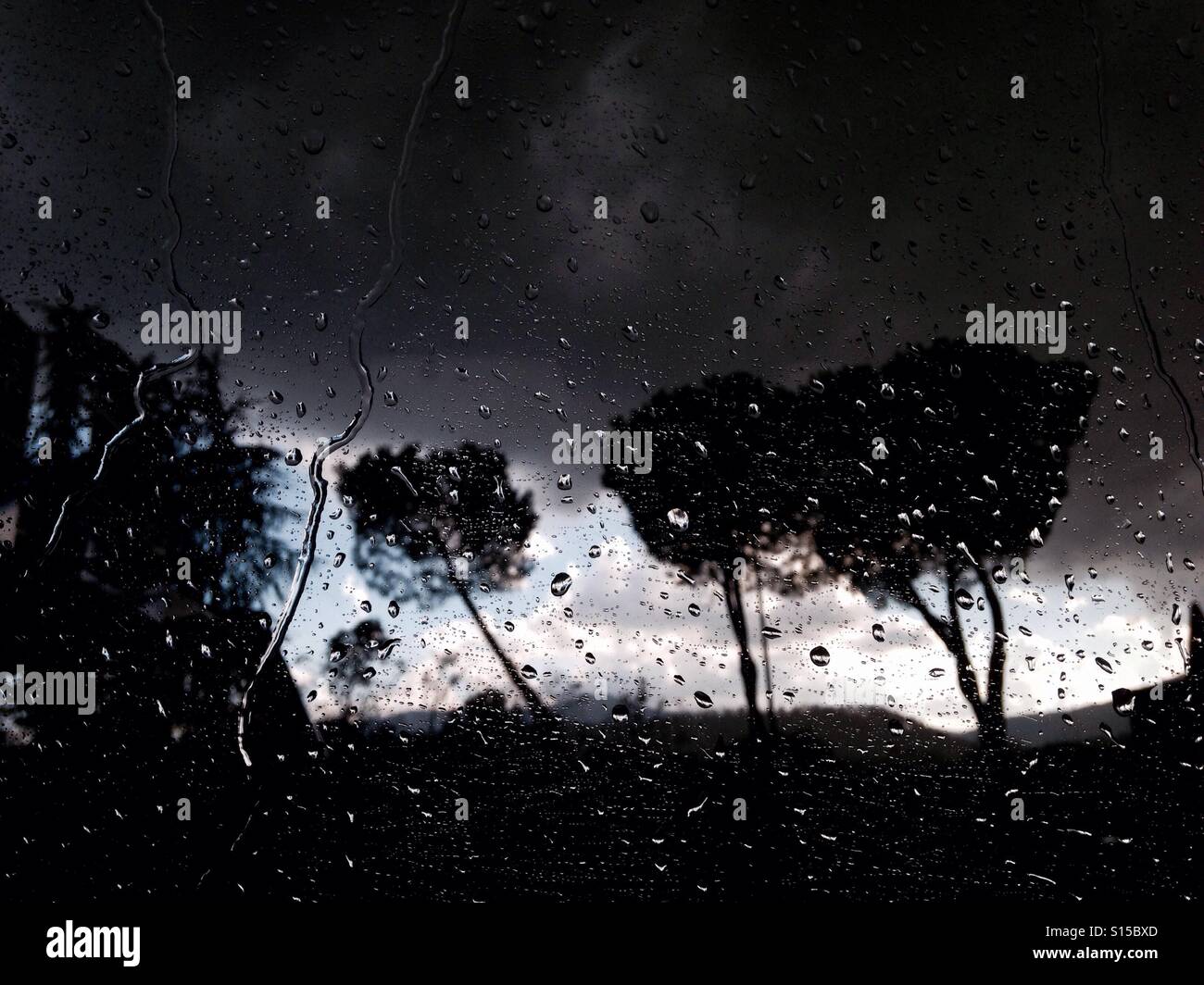 Rain and trees hi-res stock photography and images - Alamy