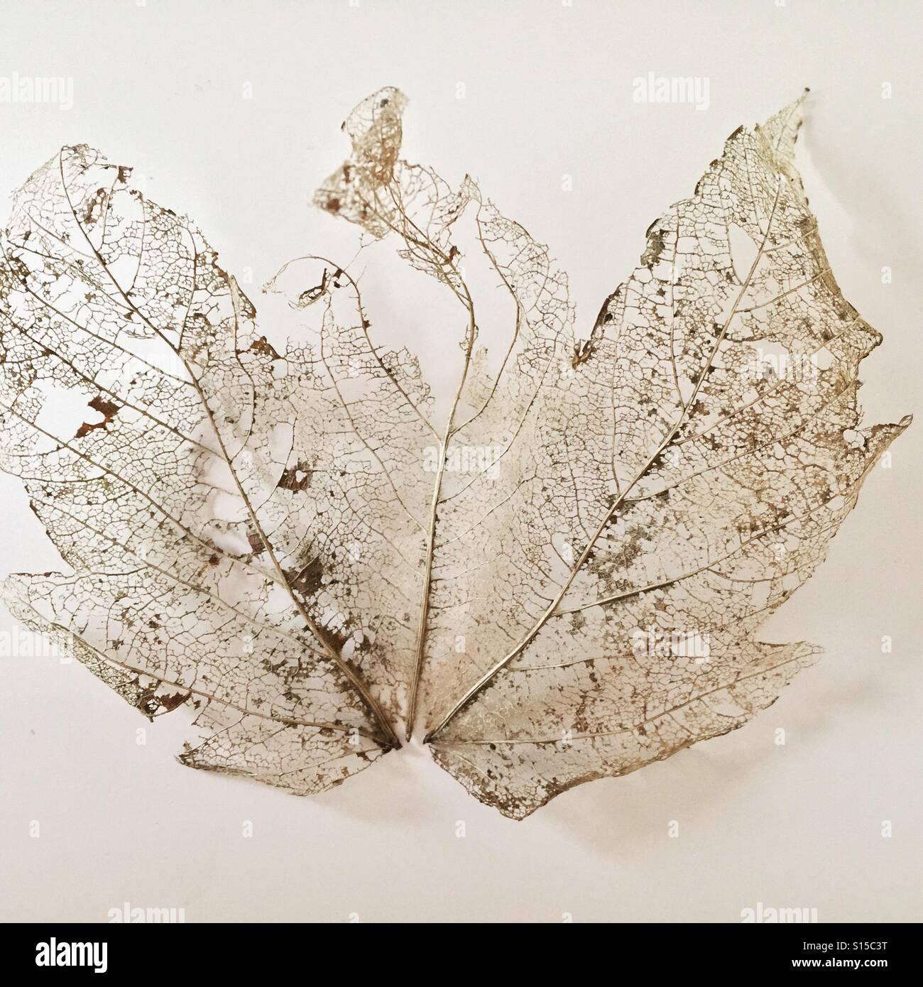 Skeletal Leaf High Resolution Stock Photography and Images - Alamy
