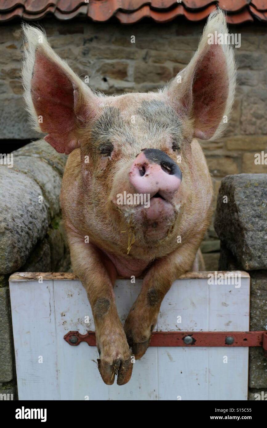 Giant pig hi-res stock photography and images - Alamy