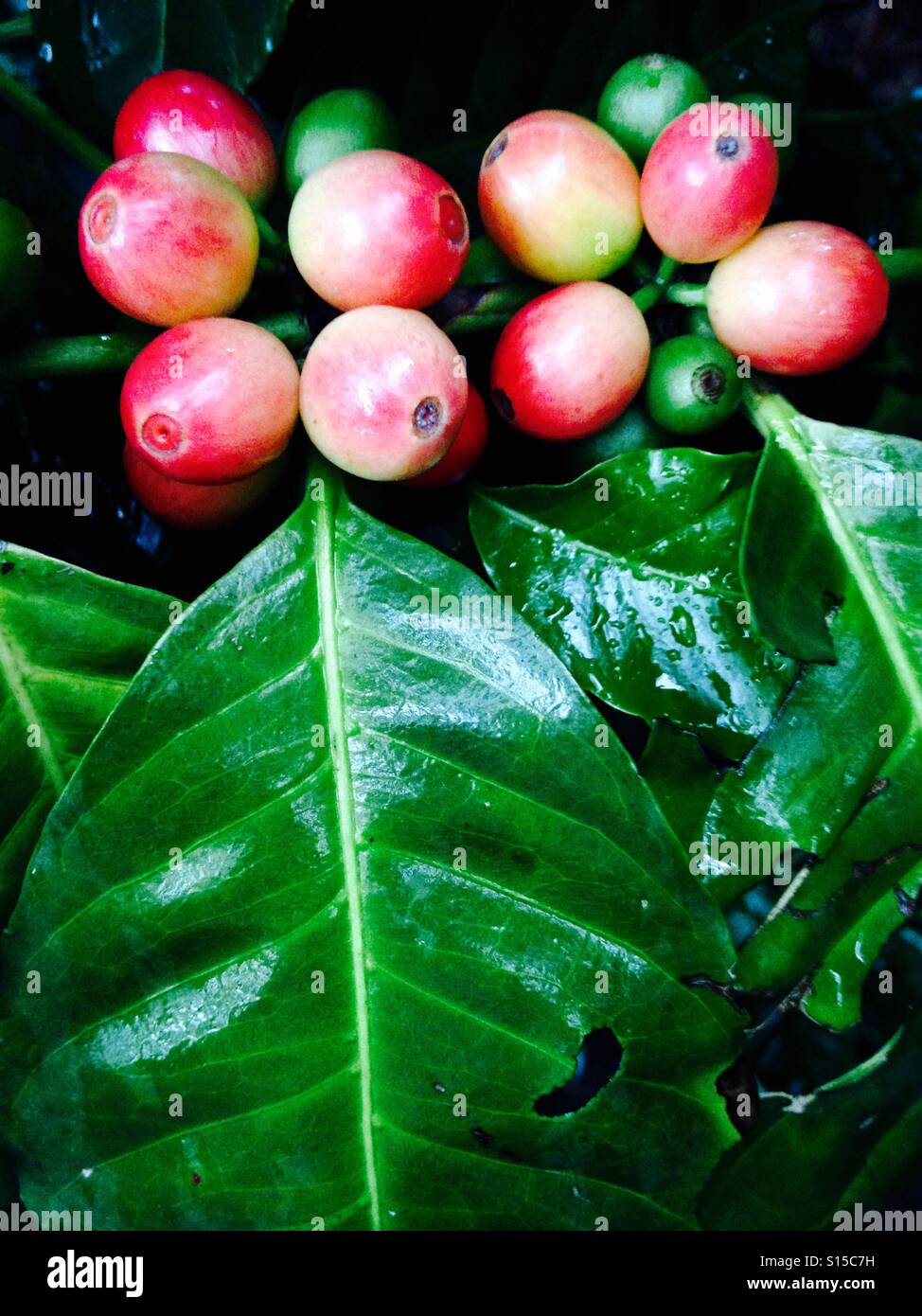 Berries coffee hi-res stock photography and images - Alamy