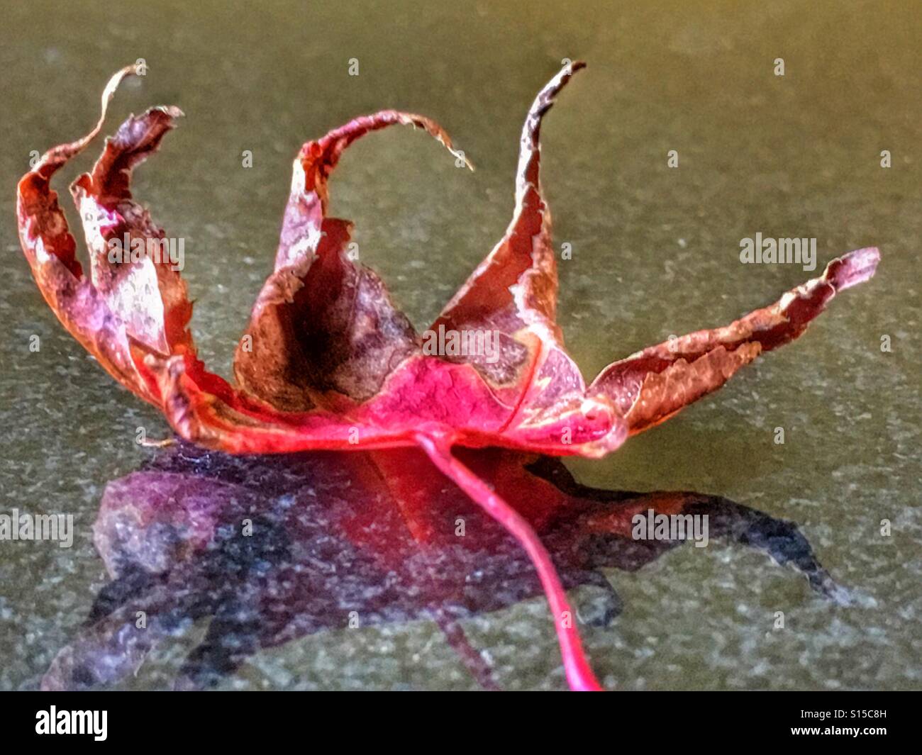 Curled red leaf hi-res stock photography and images - Alamy