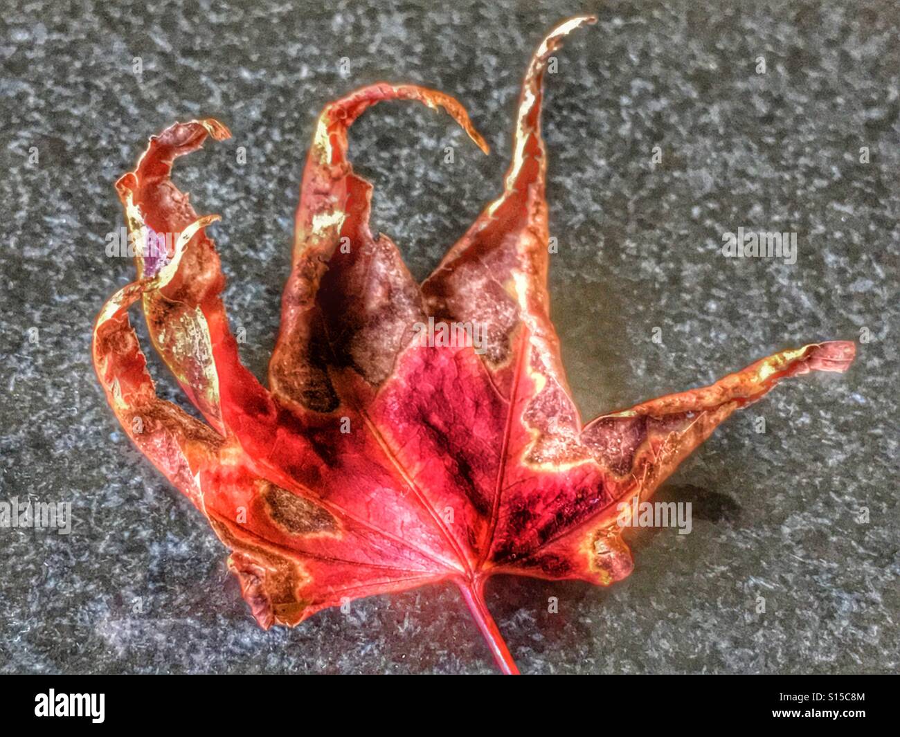 Curled red leaf hi-res stock photography and images - Alamy