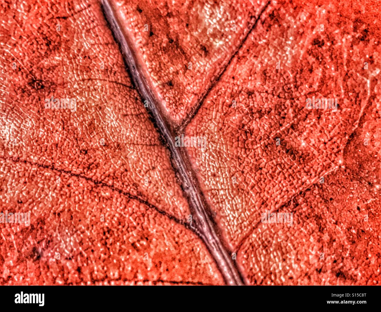Red leaf vein hi-res stock photography and images - Alamy