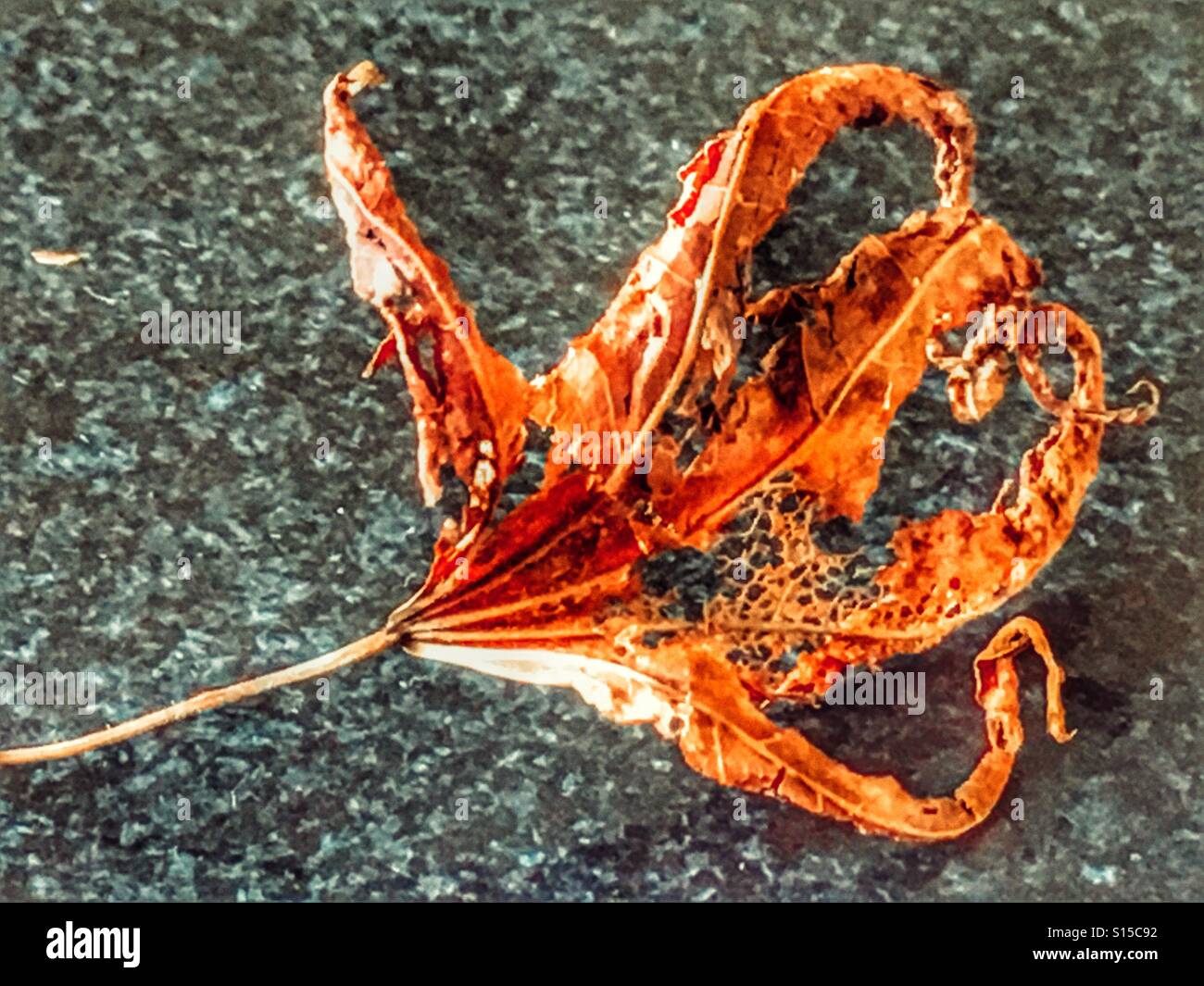 Curled dry dead leaf hi-res stock photography and images - Alamy