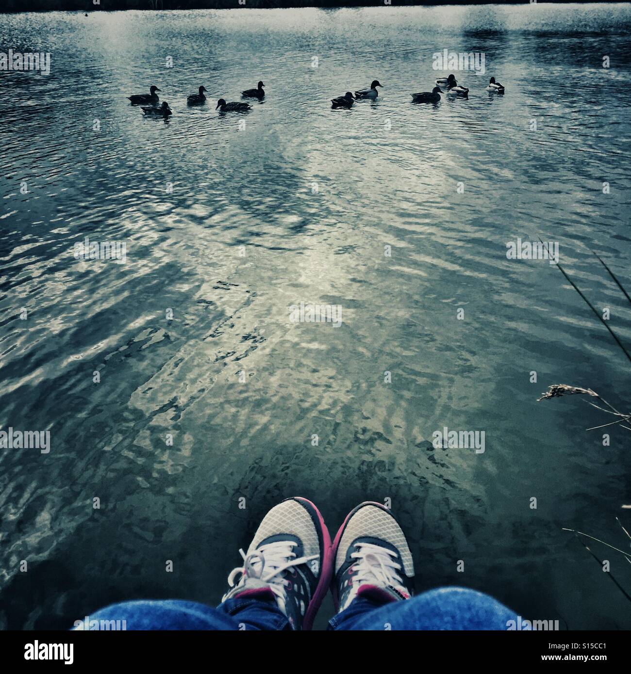 Watching ducks, relaxing Stock Photo - Alamy