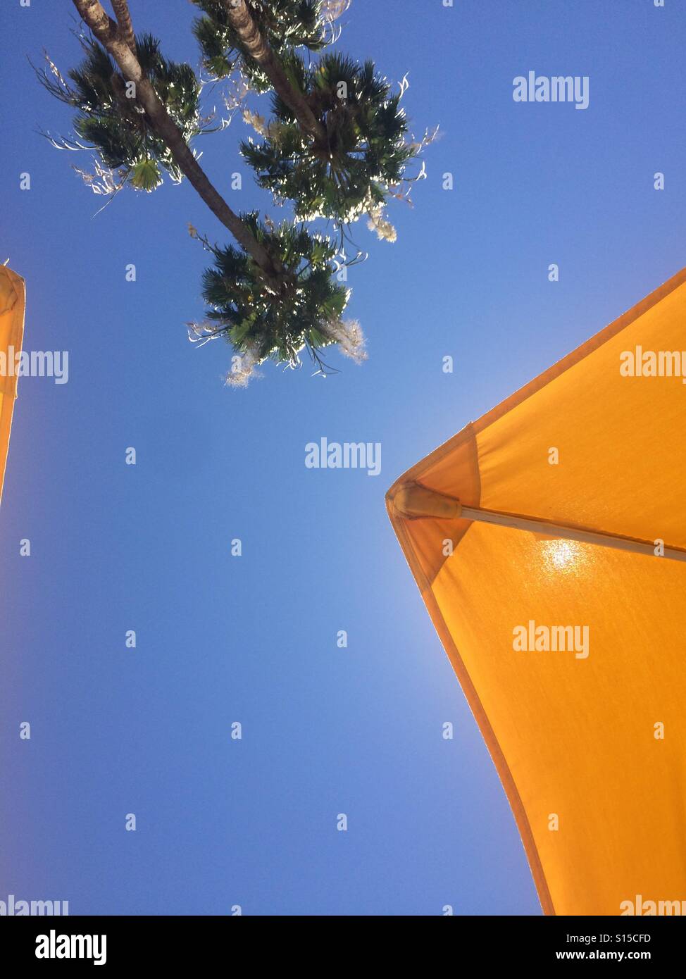 Palms poolside hi-res stock photography and images - Alamy