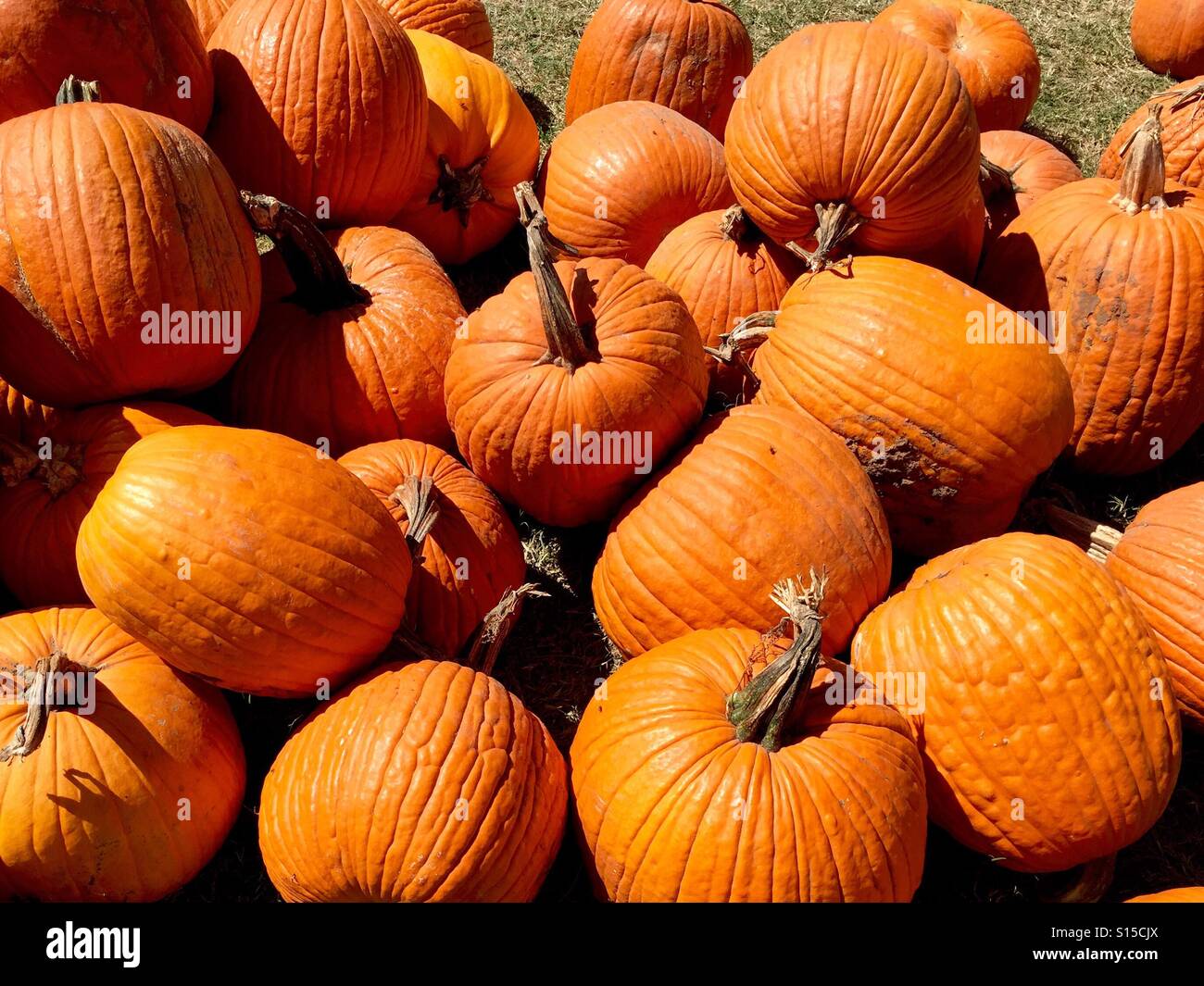 Pile of pumpkins Stock Photo - Alamy