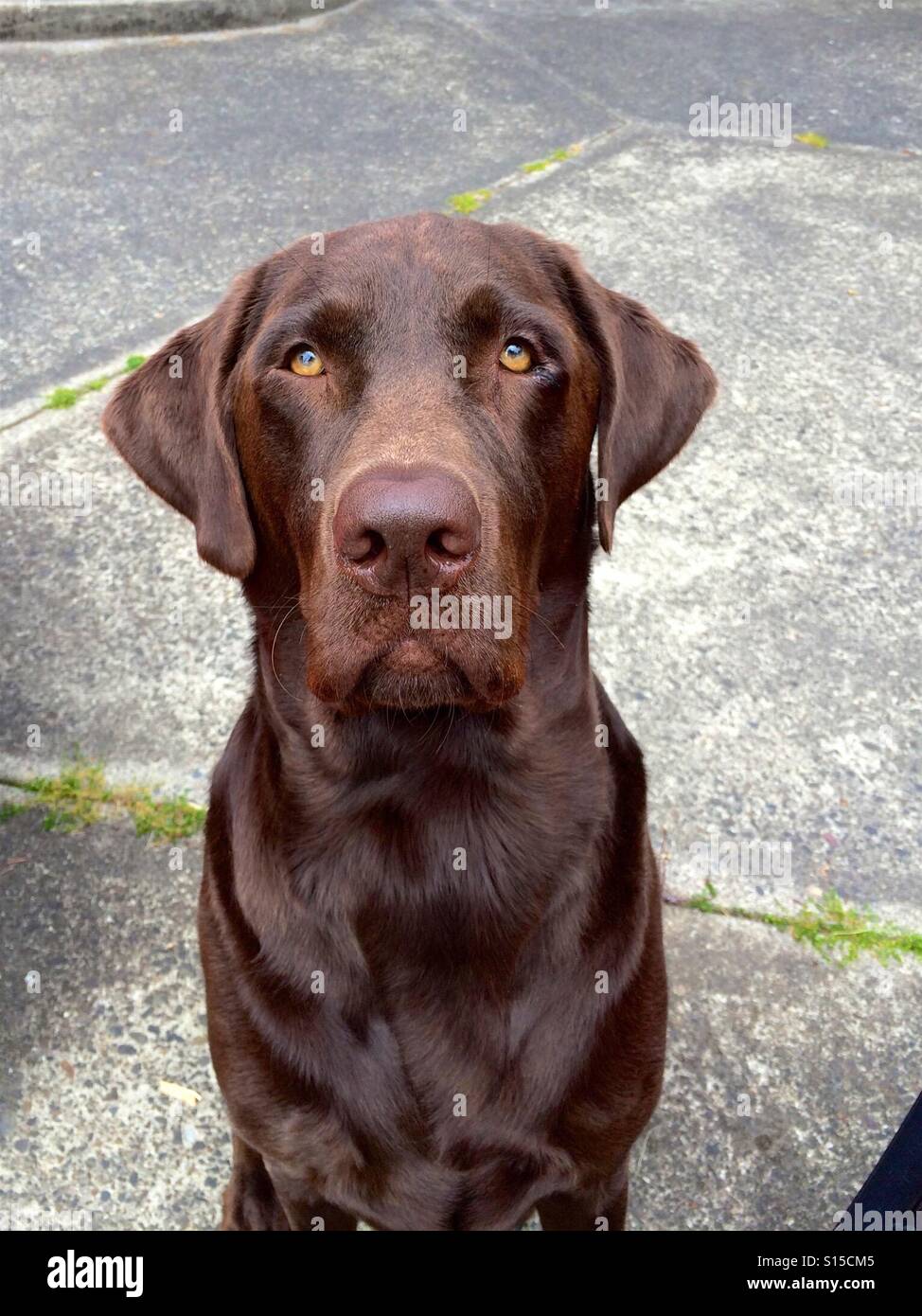 Face loyal pet hi-res stock photography and images - Alamy