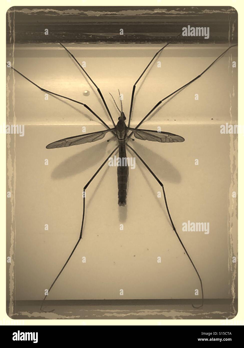 Daddy long legs Stock Photo - Alamy