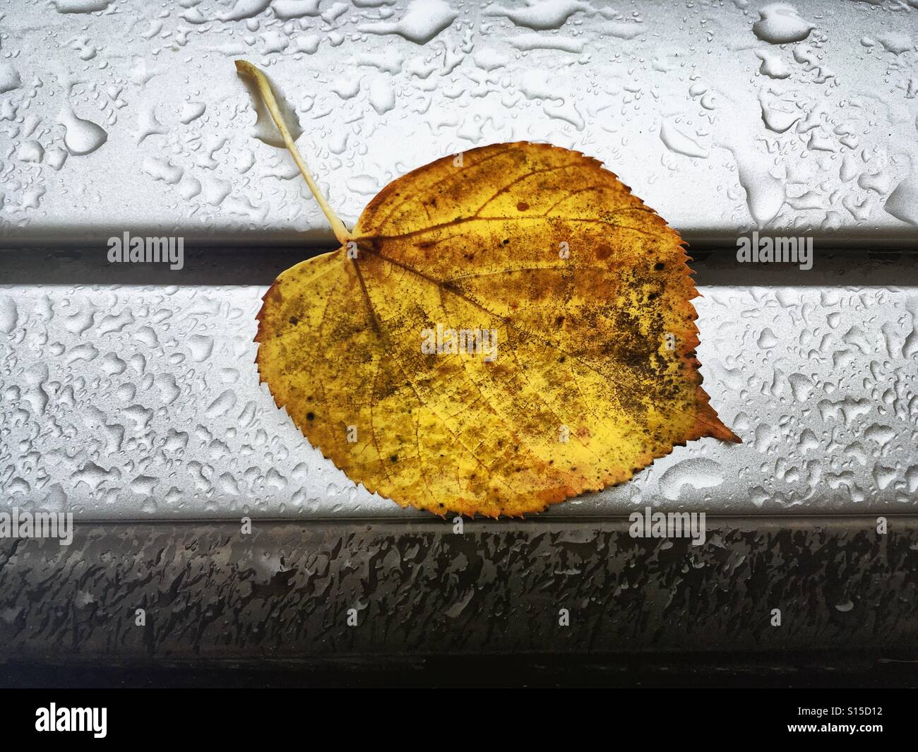 Wet autumn day hi-res stock photography and images - Alamy