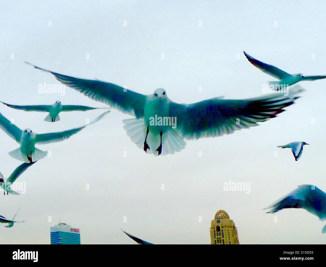 Seagulls in flight hi-res stock photography and images - Alamy