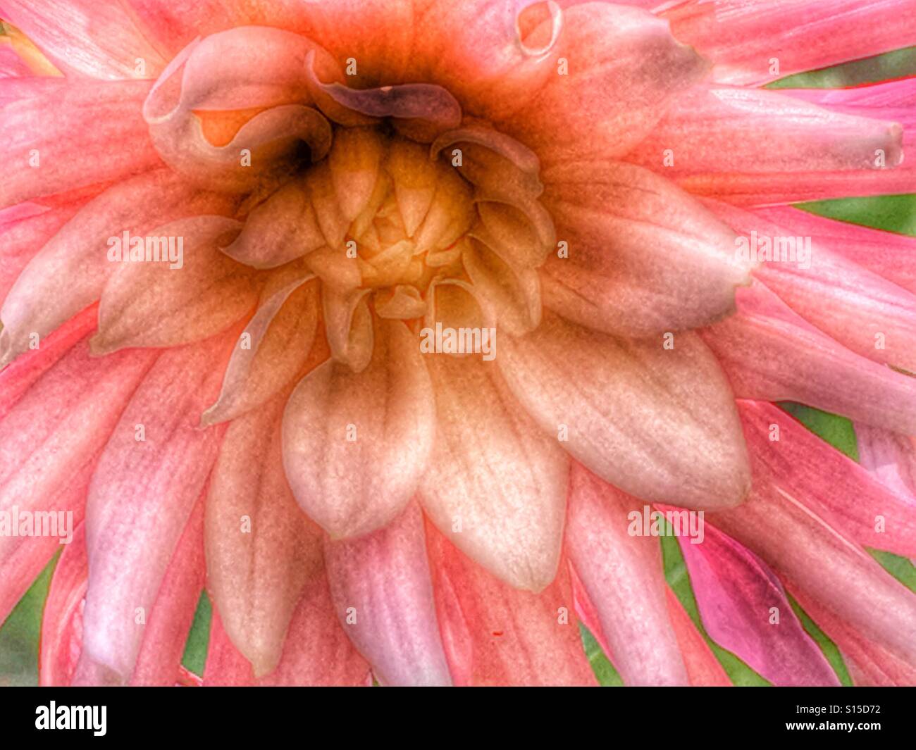 Beautiful pink flower Stock Photo - Alamy