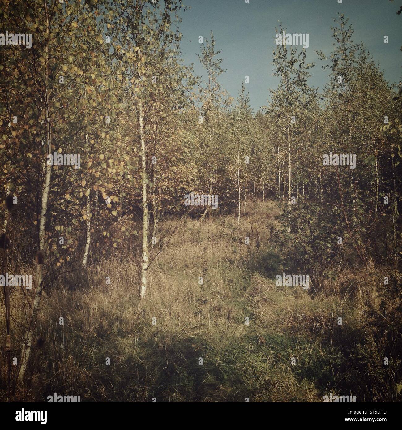 Young silver birch trees in early autumn on a hillside Stock Photo - Alamy