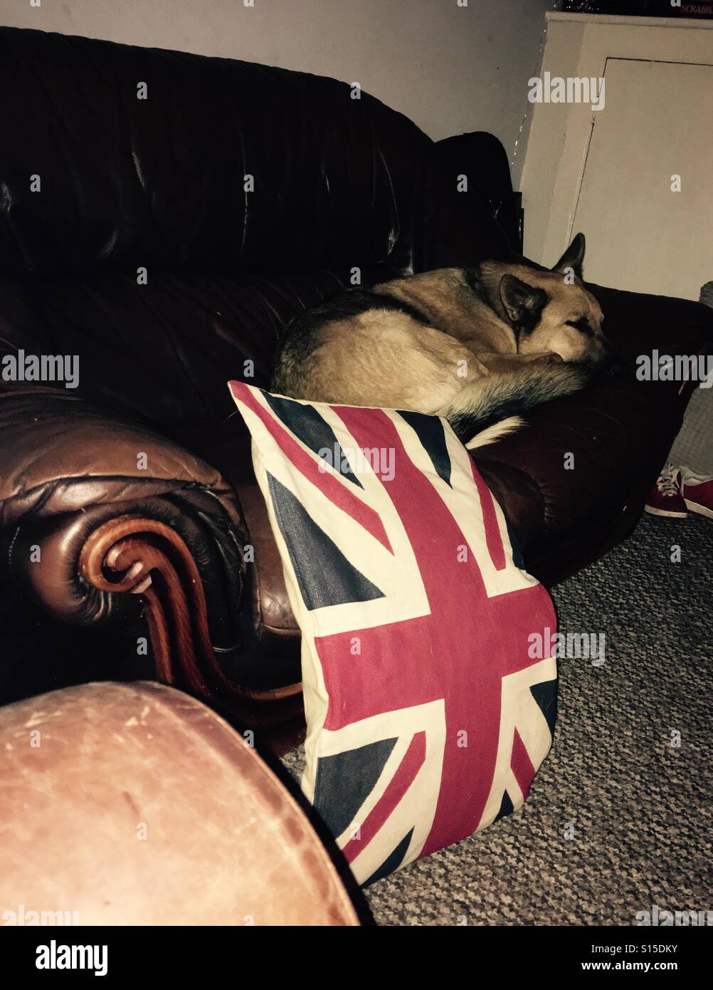 Shepard dog hi-res stock photography and images - Alamy