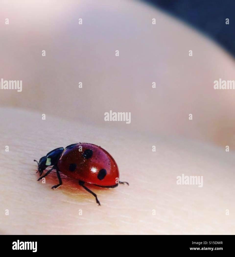 Bug’s life bird hi-res stock photography and images - Alamy