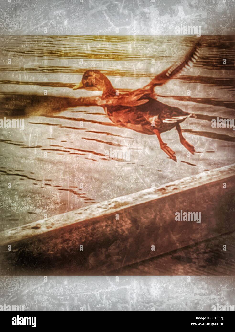 Duck taking off Stock Photo - Alamy