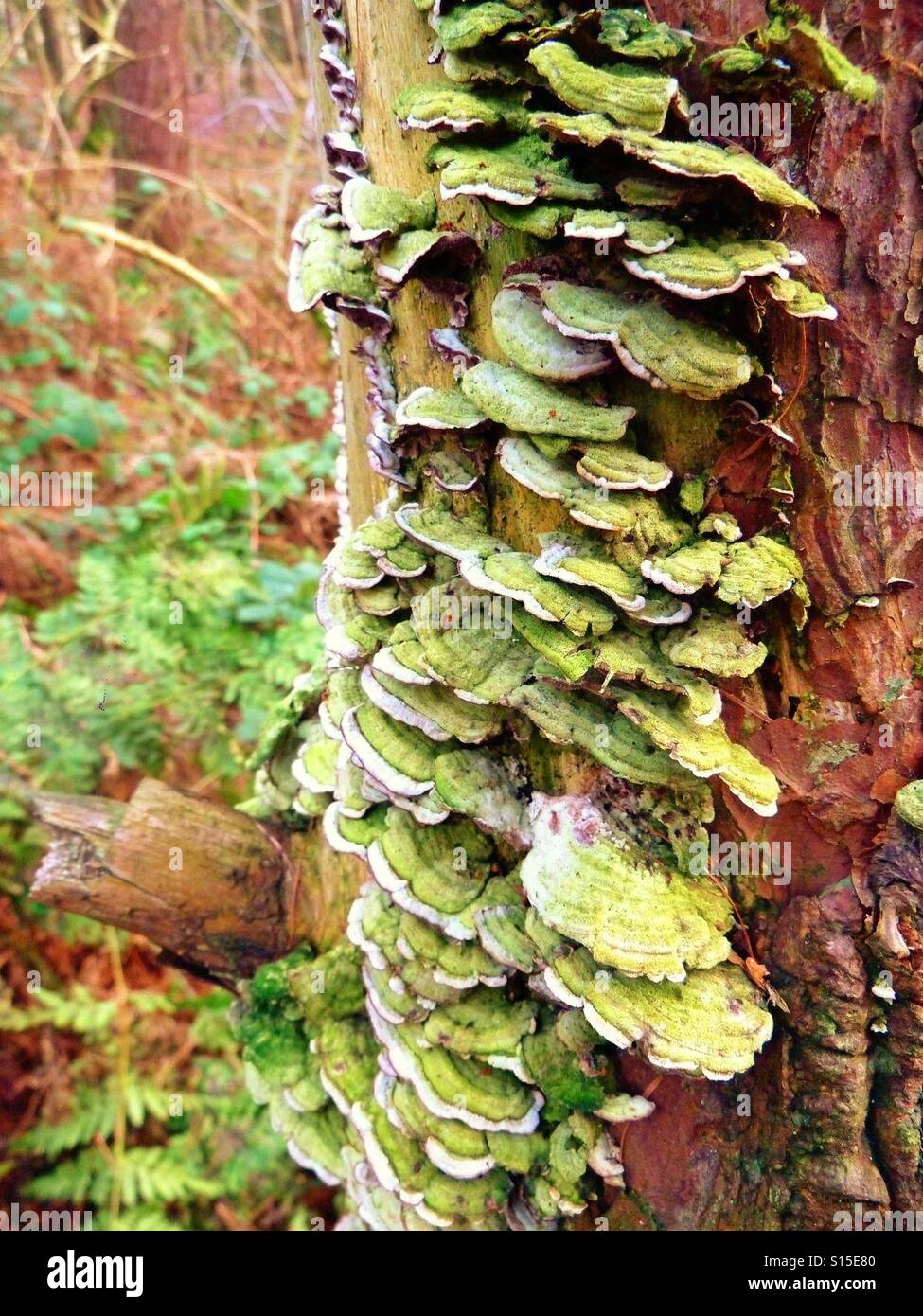 Colourful tree fungus Stock Photo - Alamy