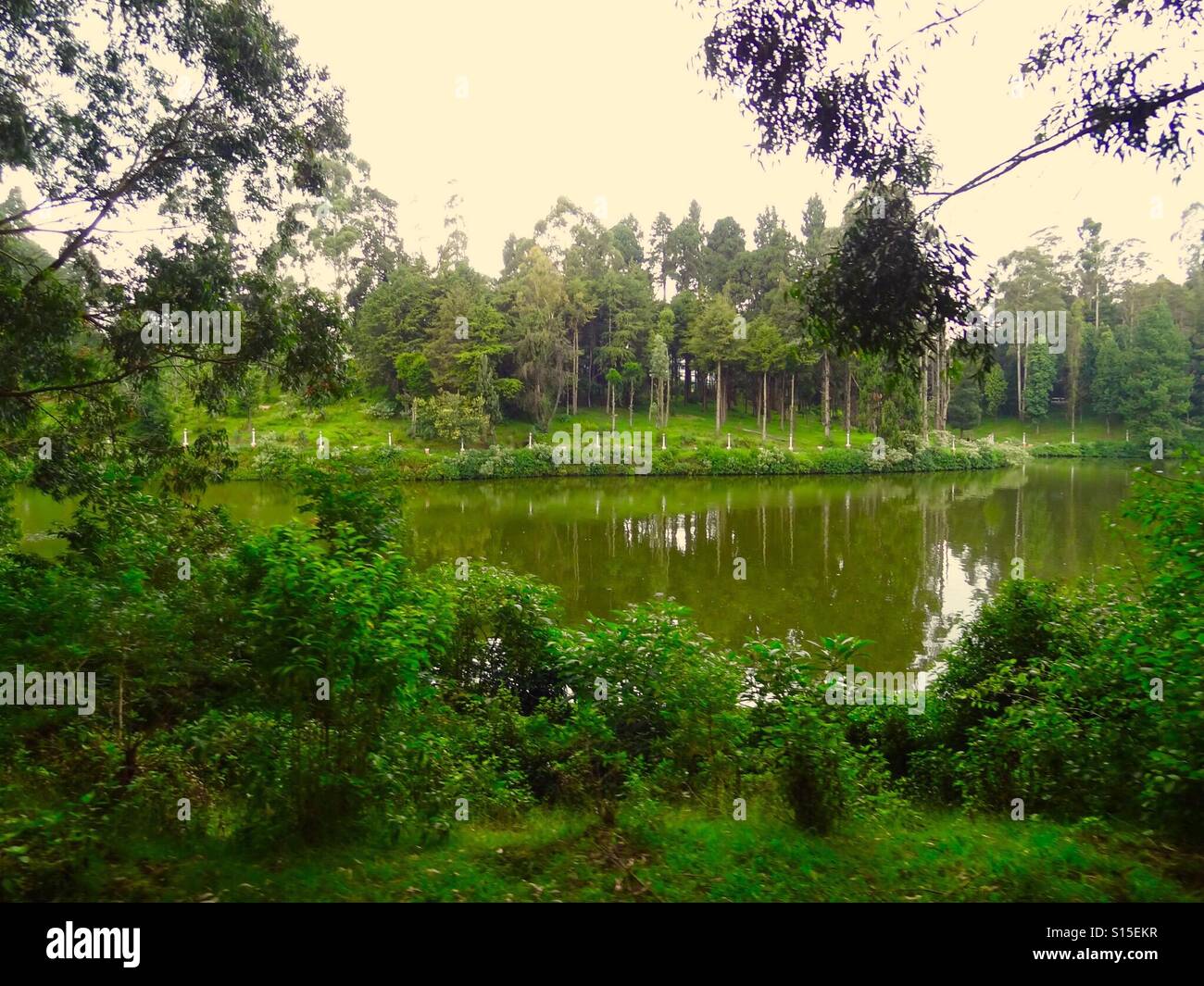Beautiful trees water photos hi-res stock photography and images - Alamy