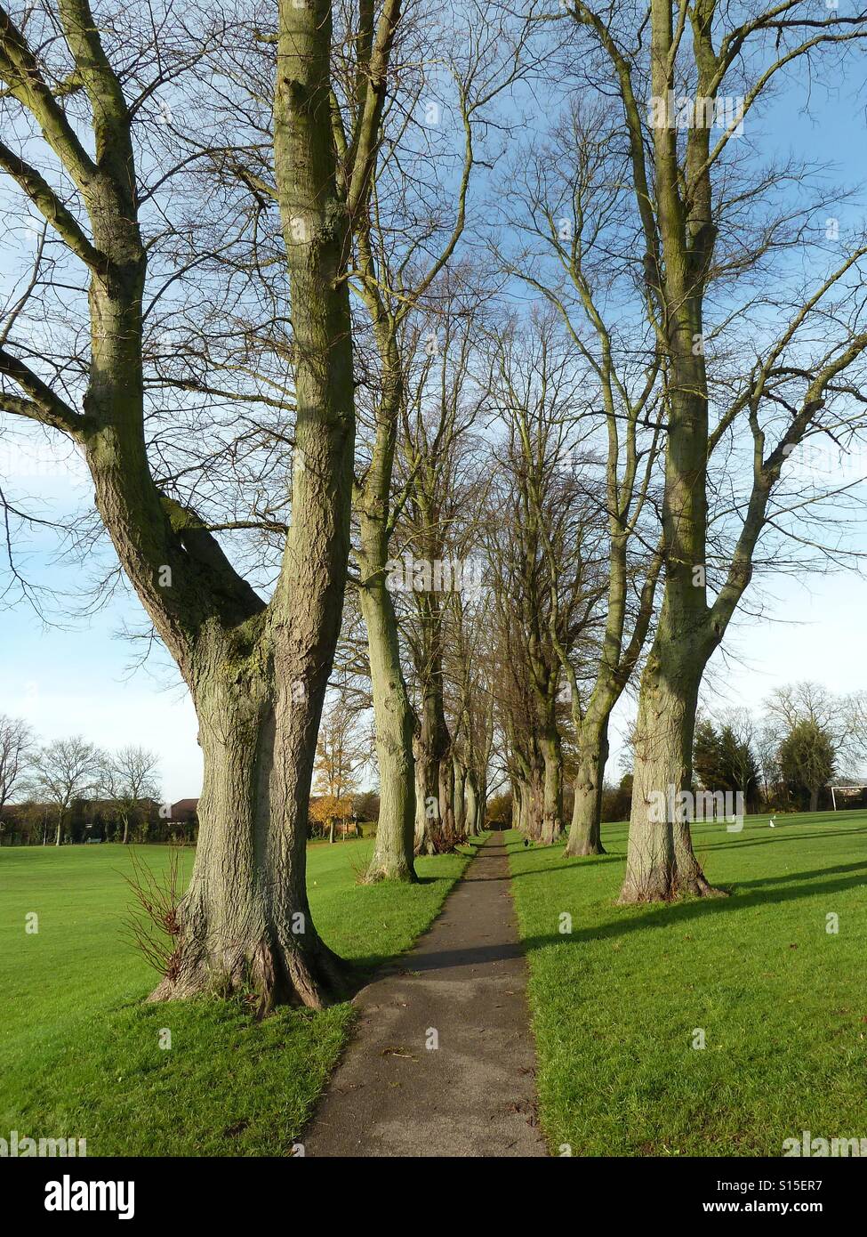 An avenue of trees hi-res stock photography and images - Alamy