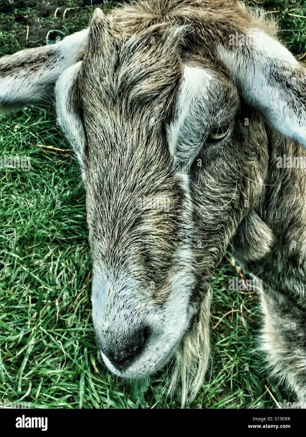 Head of Toggenburg goat Stock Photo - Alamy