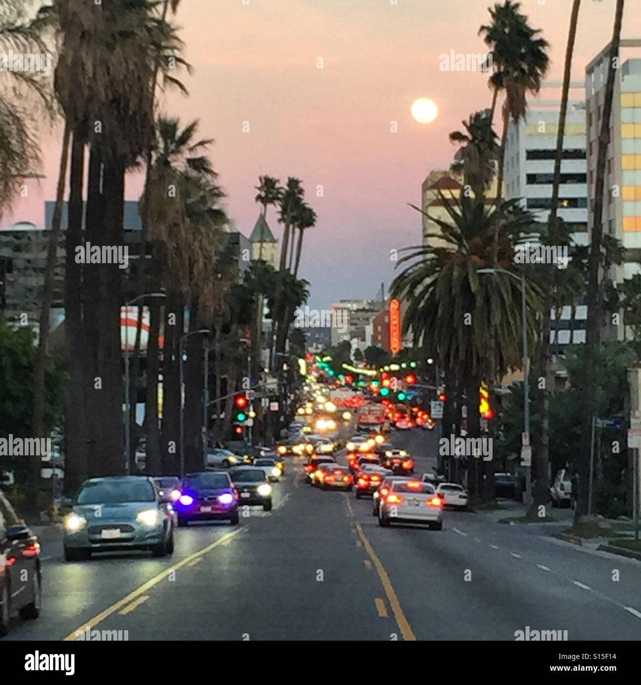 Hollywood boulevard palm trees hi-res stock photography and images - Alamy