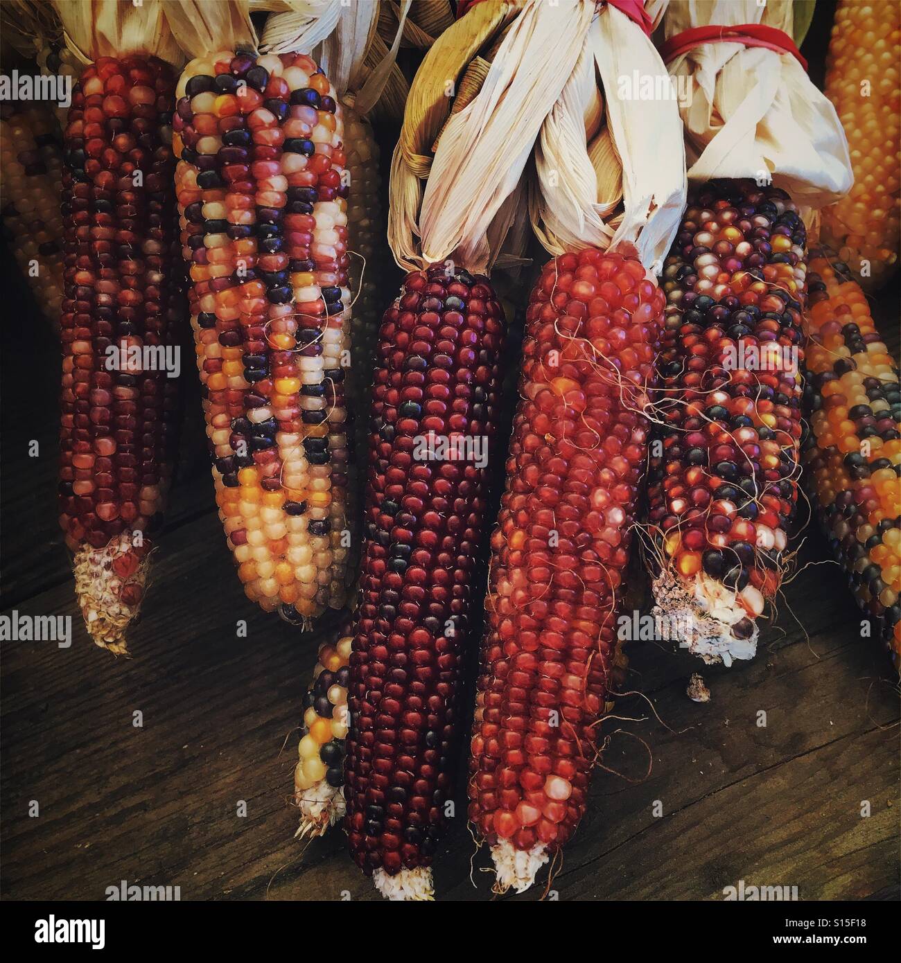 Indian corn farm hi-res stock photography and images - Alamy