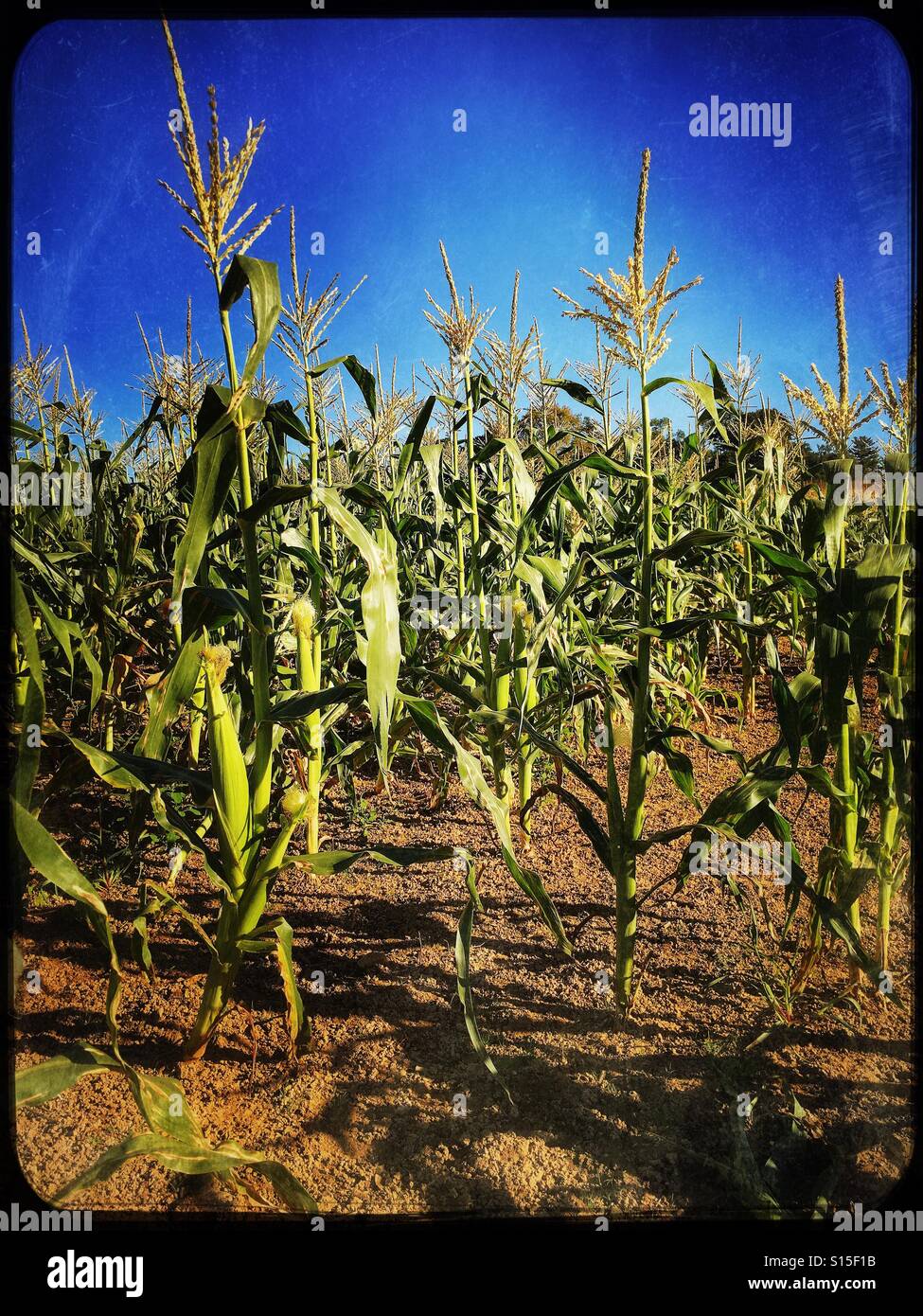 Young corn stalks hi-res stock photography and images - Alamy
