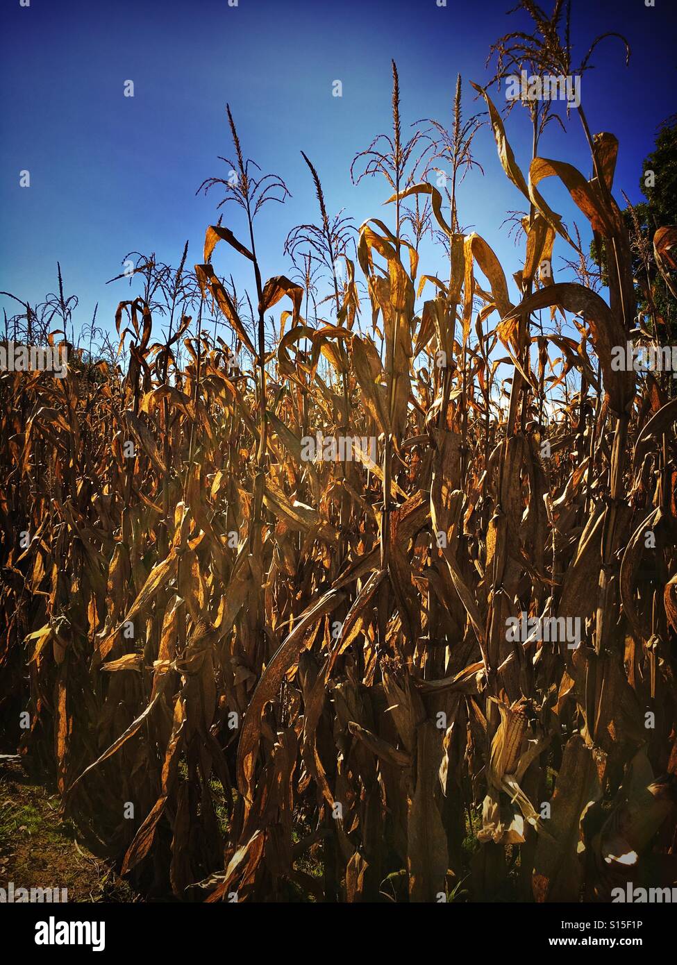 Dried corn stalks Stock Photo - Alamy