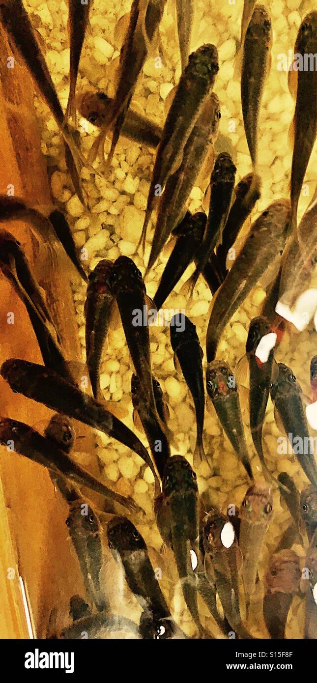 Doctor fish in tank hi-res stock photography and images - Alamy