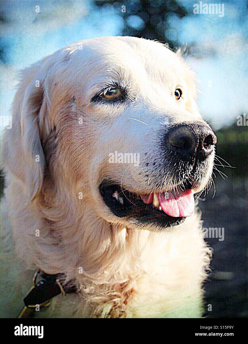 Really a he-dog....! Stock Photo - Alamy
