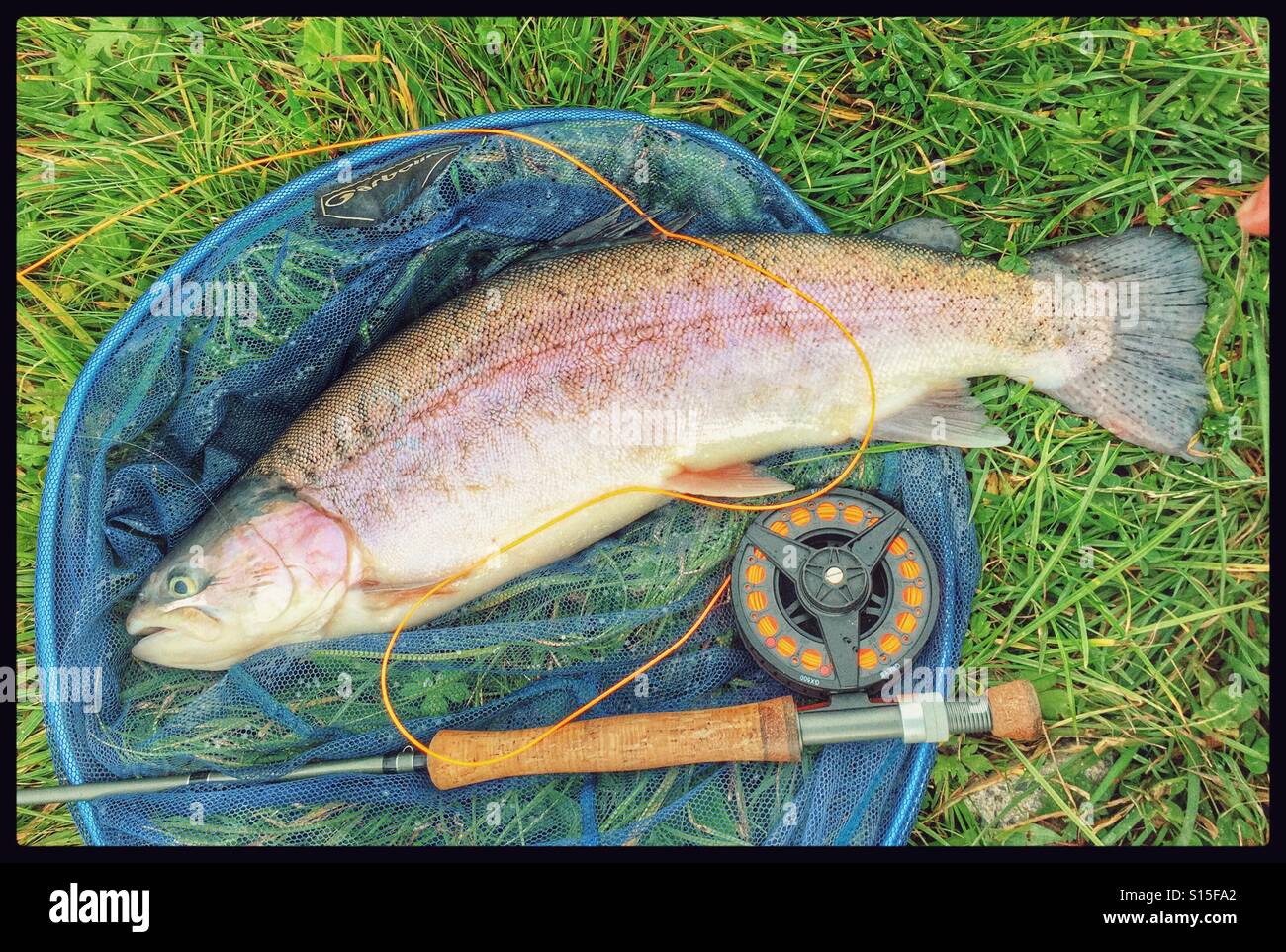 Rainbow Trout for tea. Lovely rainbow 8lb caught in the Ribble Valley ...