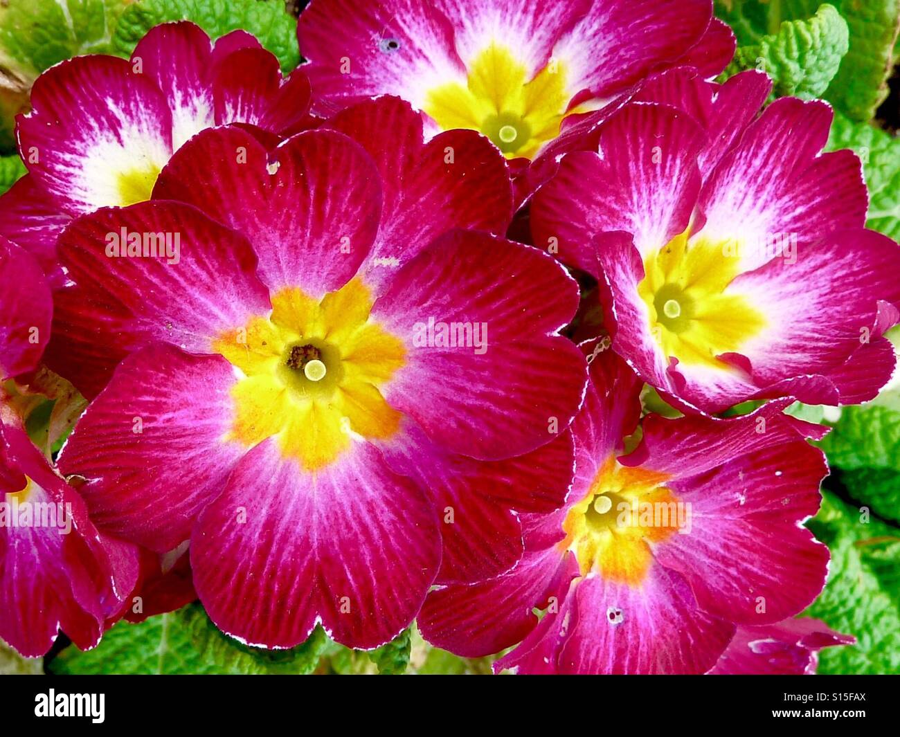Pink primula in the garden Stock Photo - Alamy