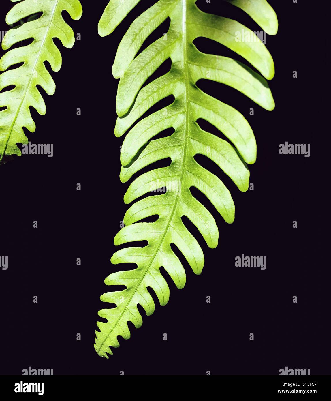 A simple perfect green fern leaf Stock Photo - Alamy