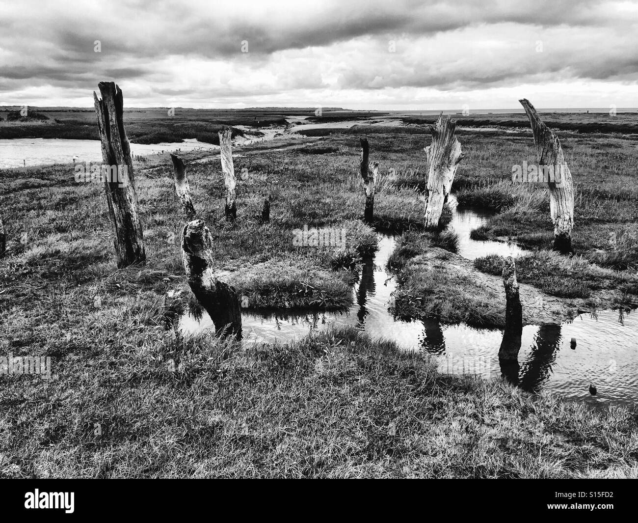 Black and white shot of a water-filled marsh with remains of a wooden ...