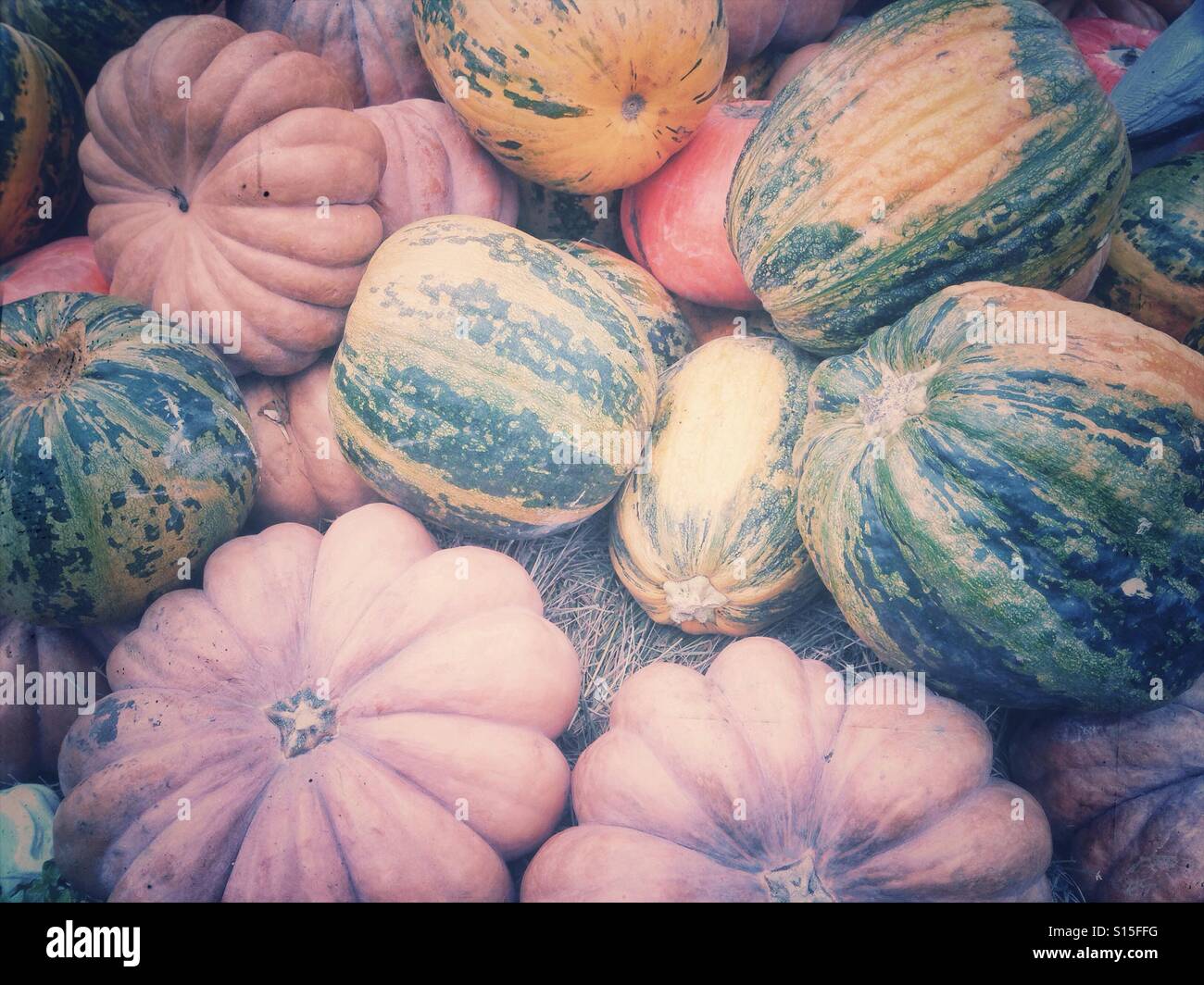 Pile of pumpkins hi-res stock photography and images - Alamy