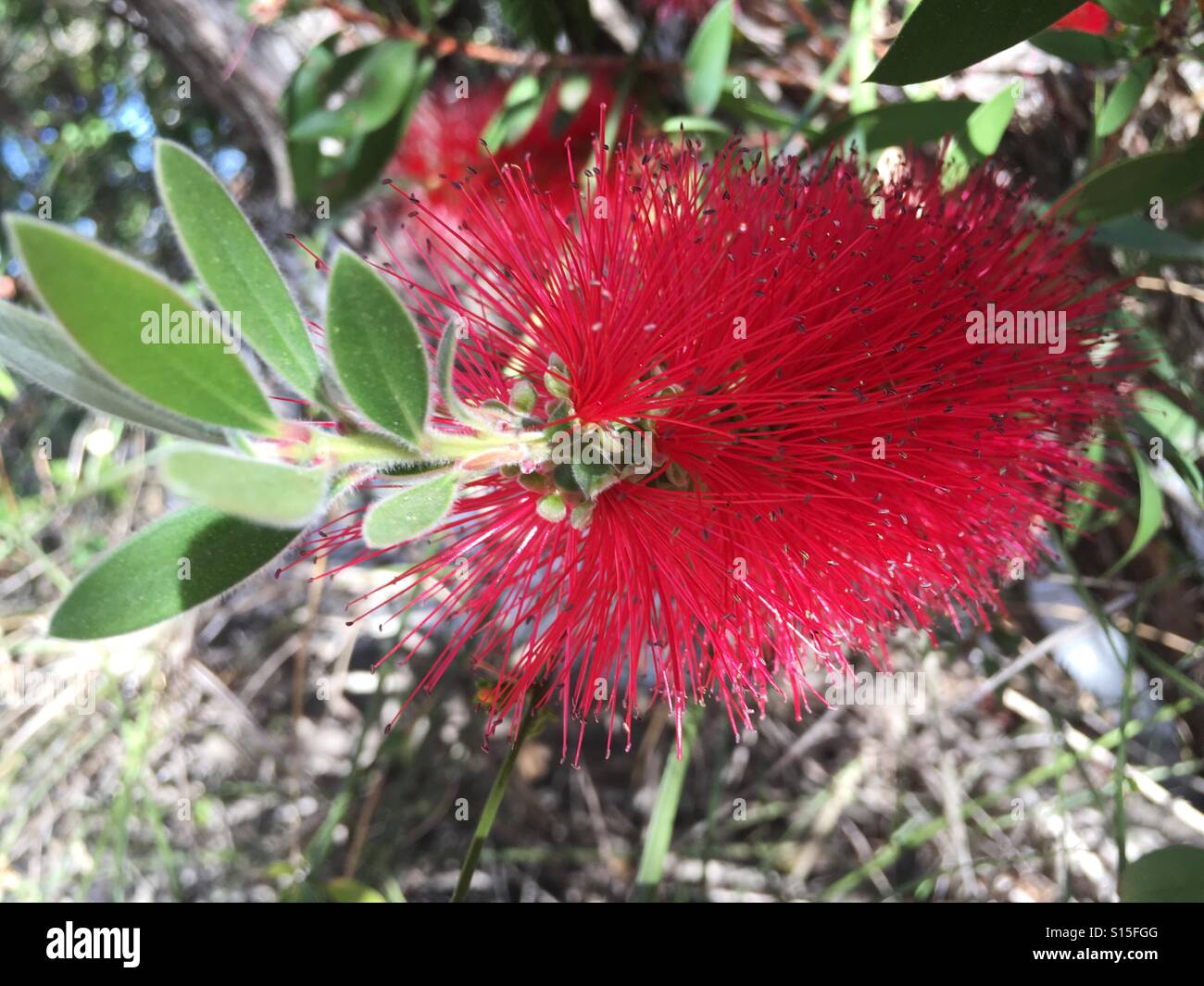 Green bottlebrush flower hi-res stock photography and images - Alamy