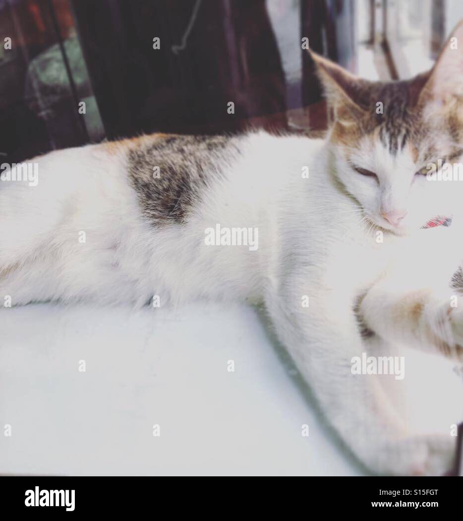 Cat manners hi-res stock photography and images - Alamy