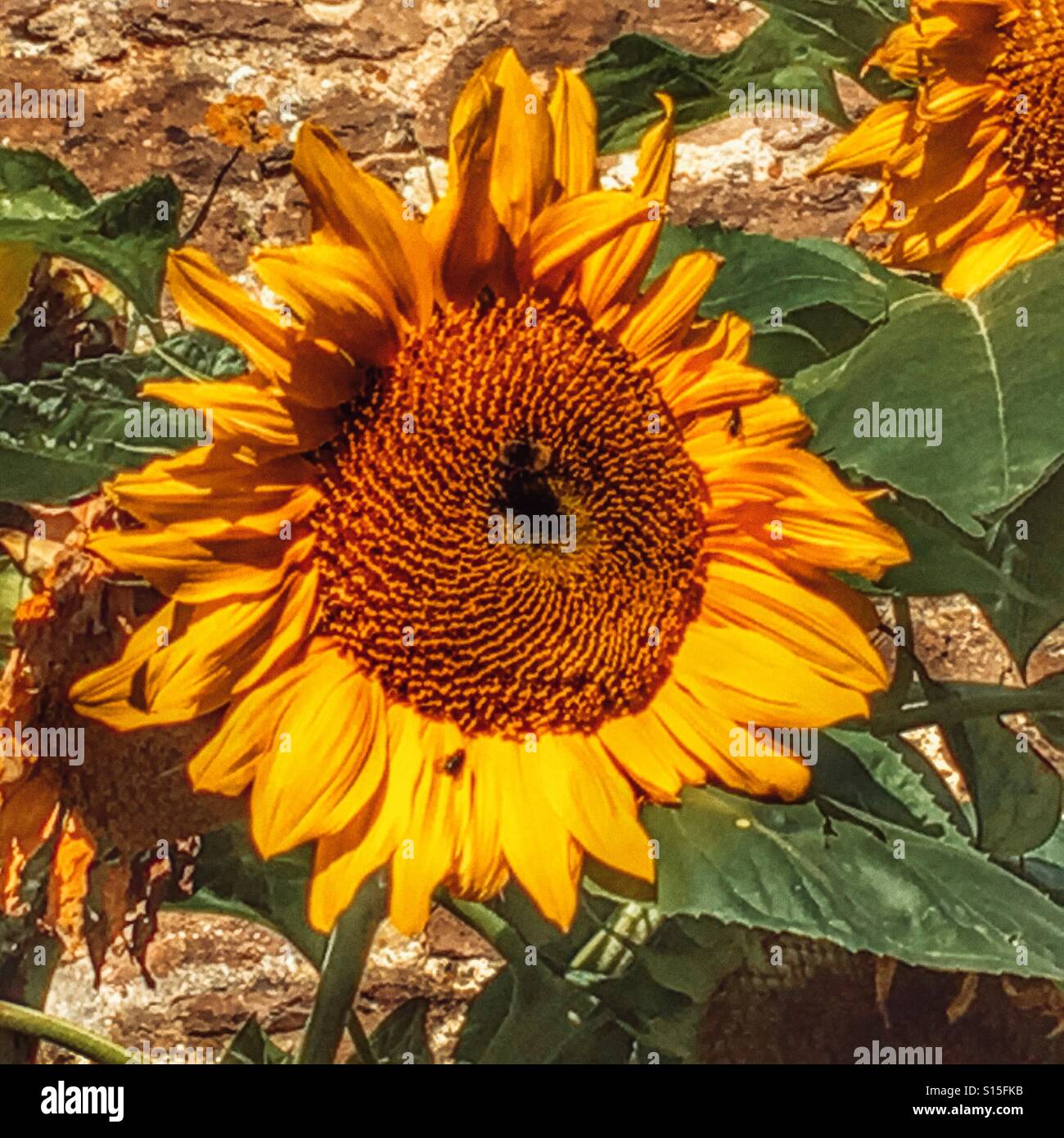 Fibonacci spiral sunflower hi-res stock photography and images - Alamy