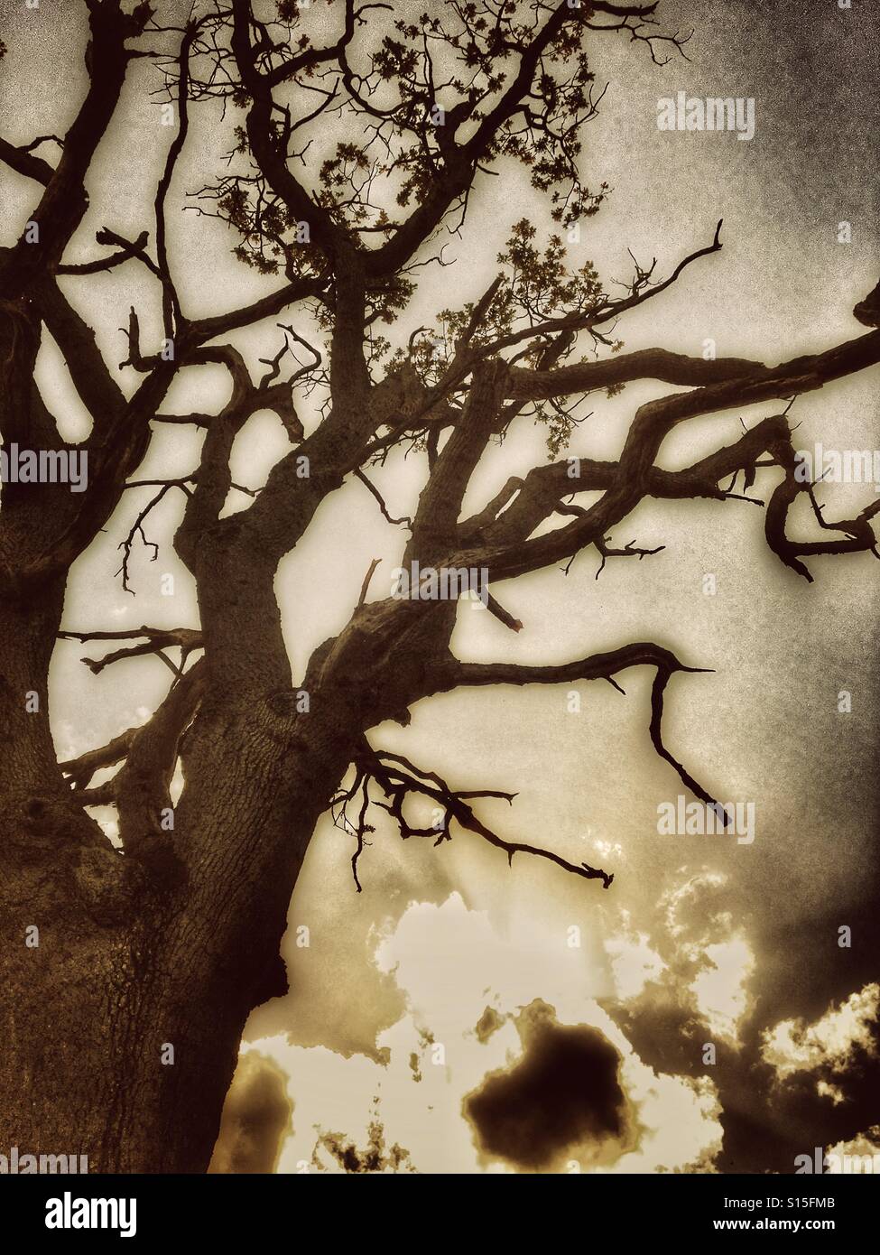 Patterns in Nature - Dying oak tree branches against sky and clouds on ...