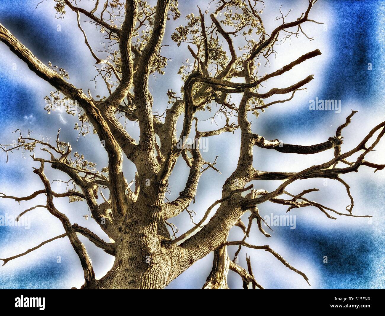 Patterns in Nature - Branches of a dying oak tree reaching towards an ...